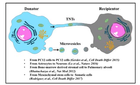 Intercellular Mitochondrial Transfer Mitochondria Can Be Released By Download Scientific