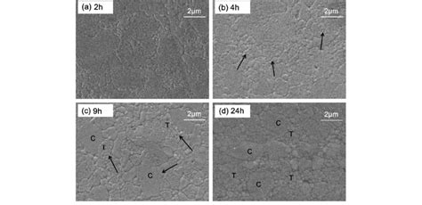 Microstructure Of Specimens At Different Degradation Times Download Scientific Diagram