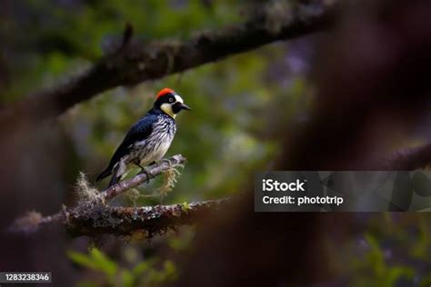 도토리 딱따구리 멜라네르페스 포름피소 미디엄 크기의 새 딱따구리 갈색 검은 머리 뒤 날개와 꼬리 흰색 이마 목 배와 엉덩이 눈은 하얗다 갈색에 대한 스톡 사진 및 기타