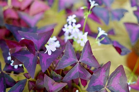 Oxalis Triangularis Flor Planta Interior Con Hojas Triangulares Moradas Fondo Blanco Imagen De