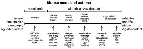 Aligning Mouse Models Of Asthma To Human Endotypes Of Disease