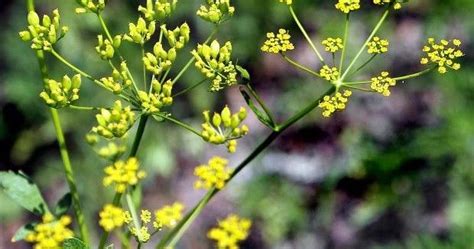 Invasive Wild Parsnip Causes Nasty Rash Invasive Wild Parsnip Causes Nasty Rash