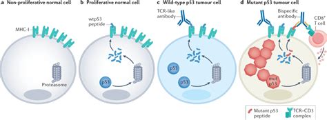 Nat Biotech 癌症中p53的药物治疗 一种蛋白，多个靶点 知乎