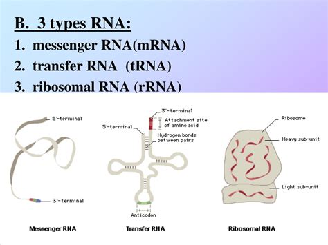 Ppt Chapter 10 Dnarna And Protein Synthesis Powerpoint Presentation Id174200 Ppt Chapter 10 Dnarna And Protein Synthesis Powerpoint Presentation Id174200