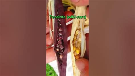 Teosinte Wild Corn Natural Food Youtube