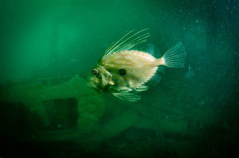 James Eagan Layne 28 Oct 18 Plymouth Sound Divers