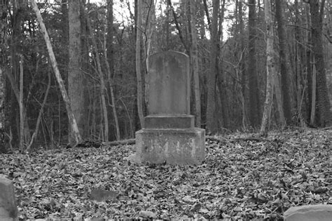 Árboles En El Bosque Foto Premium