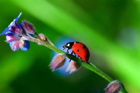 Cute Ladybugs And Flowers