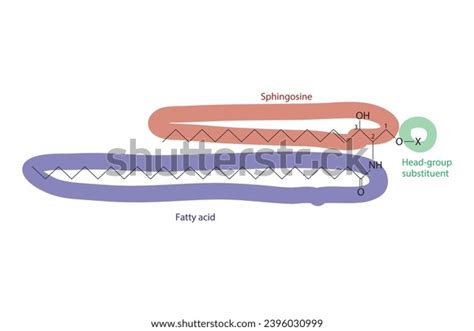 Diagram Showing Schematic Molecular Structure Sphingolipid Stock Vector Royalty Free