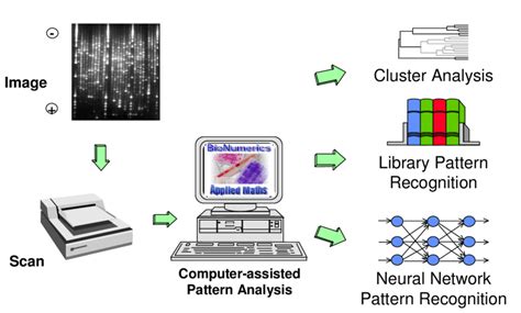 Rep Pcr Genomic Fingerprinting And Computer Assisted Pattern Analysis