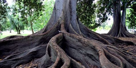Tree Removal Chicago How Tree Roots Can Damage Your Home