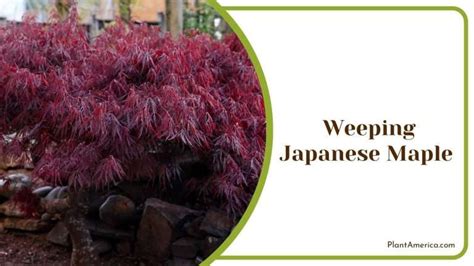 20 Dwarf Weeping Trees That Stay Petite Forever In Flowerbeds Plant
