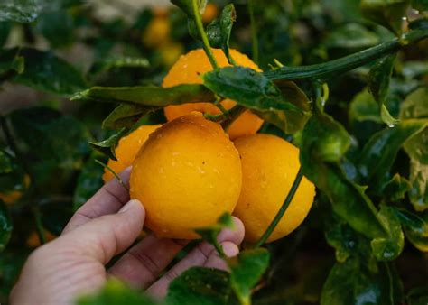How To Prune A Meyer Lemon Tree 🍋 ️ A Step By Step Guide