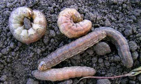 How To Rid Your Yard Of Five Of The Worst Garden Pests Hubpages