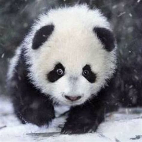 如何用stata删除变量中的重复值但保留重复值中的一个观测？ 知乎