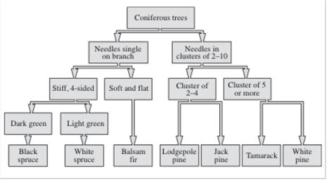 Dichotomous Tree Key Printable