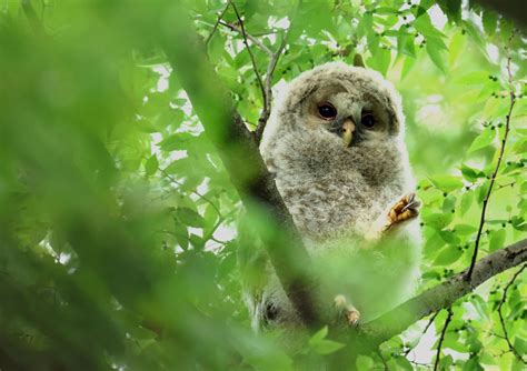こんにちは フクロウのヒナ GANREF