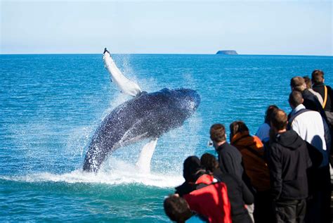 People On A Whale Watching Boat In Húsavík