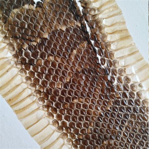 Rattlesnake Skin Etsy