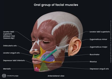 Facial Muscles Anatomy App