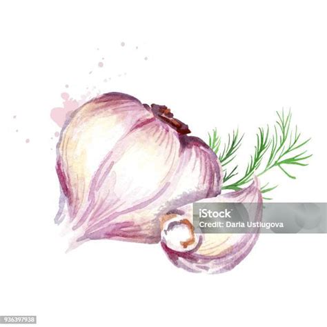 마늘 고 딜입니다 흰색 배경에 고립 수채화 손으로 그린 그림 건강한 생활방식에 대한 스톡 벡터 아트 및 기타 이미지 건강한 생활방식 건강한 식생활 구근 식물 Istock