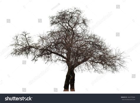 Naked Tree On White Background Stock Photo Shutterstock