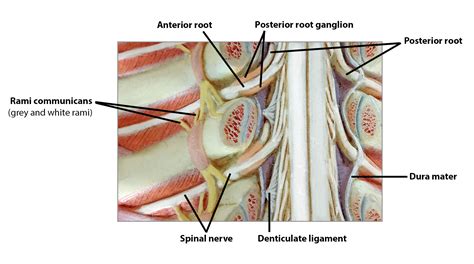 Nerve Root Anatomy Nerve Root Block In Nj Seacoast Spine And Sports