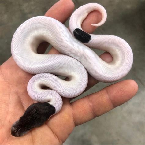 Panda Pied Ball Python By Balthozar Llc Morphmarket