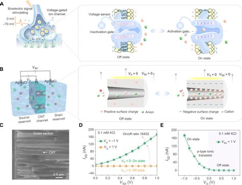 Bioinspired Carbon Nanotubebased Nanofluidic Ionic Transistor With