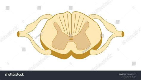 Spinal Cord Vector Illustration Cross Section Stock Vector Royalty Free 2389602011 Shutterstock