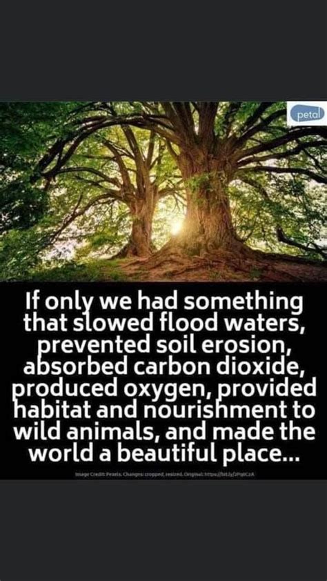 Basham Zen On Linkedin Only Rewilding Reforestation Is Solution And Its Cheaper Than Any Of Your…