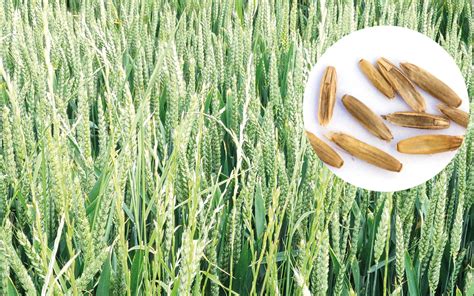 Savoir Gérer Le Ray Grass Perspectives Agricoles