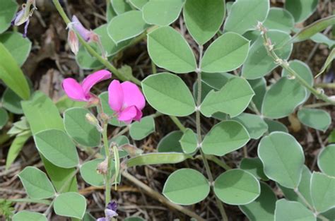Hoary Pea Tephrosia Lindheimeri