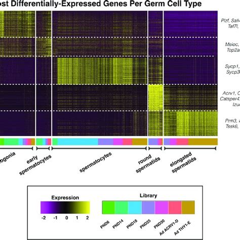 Marker Gene Heatmap Of All Germ Cell Types Reveals Characteristic