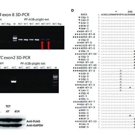 Apobec3b Induces Tp53 Exon 8 Mutations In Vitro A 3d Pcr Download Scientific Diagram
