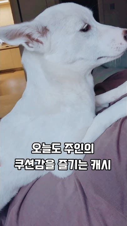 오늘도 주인 뱃살 쿠션감 즐기기 강아지 강아지쇼츠 강아지일상 진도믹스 진트리버 믹스견 Youtube
