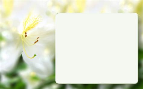 하얀 진달래 라이트 박스와 흐리게 Bokeh 배경 소프트 포커스 매크로 서식 파일을 비웃는 다 봄 여름 꽃 배경입니다 인사말 카드 엽서 스크랩북 사진 앨범 웹 사이트 포스터