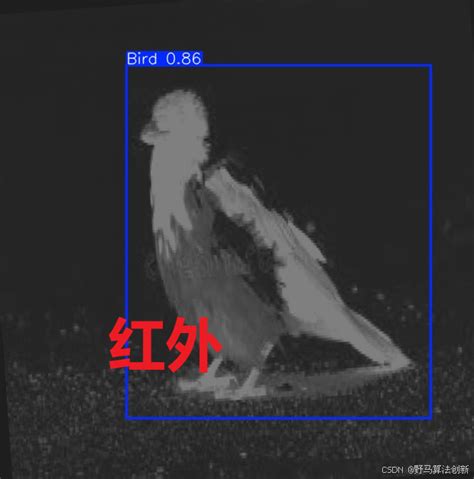 dl00987 基于深度学习yolov11的红外鸟类目标检测含完整数据集