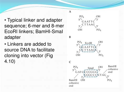 Ppt Dna Synthesis And Amplification Methods Explained Powerpoint