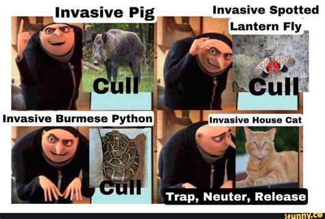 Pig Invasive Spotted Lantern Fly Invasive Burmese Python Trap Neuter