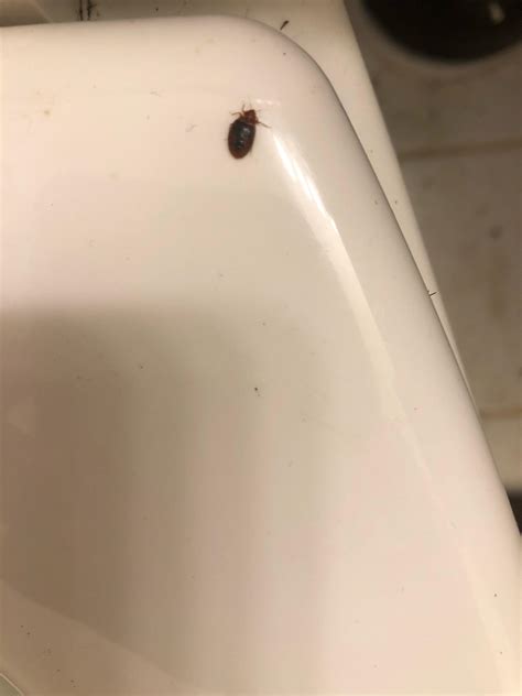 Euclid Oh 👀👀👀 Is This A Bed Bug Rwhatbugisthis