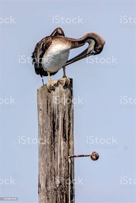 말뚝에 자리 잡은 청소년 갈색 펠리컨 포인트 로버츠 워싱턴 미국 갈색에 대한 스톡 사진 및 기타 이미지 갈색 깃털 대형 Istock