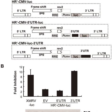 Zap Targets The 39ltr Of Xmrv A Schematic Structures Of Hr Cmv Luc