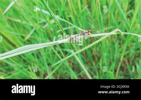 Striped Bees Mating Stock Videos And Footage Hd And 4k Video Clips Alamy