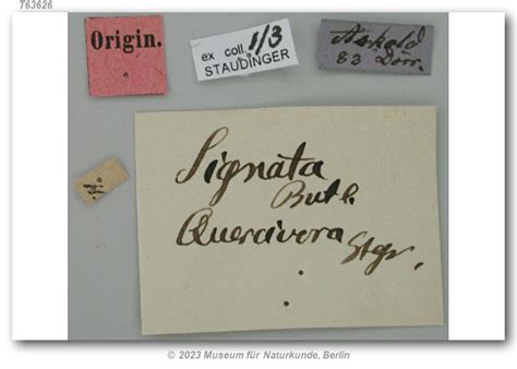 Wagimo S Signata Type Specimens