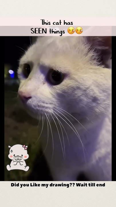 The Worlds Most Troubled Existential Crisis Cat Has Seen Too Much 😥