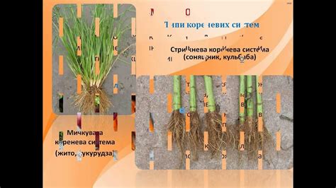 Корінь Види коренів Видозміни коренів Youtube