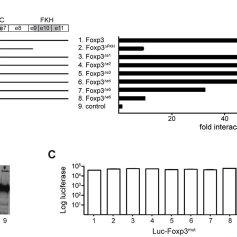The Forkhead Domain Of Foxp3 Interacts With Nfat A C 293et Cells