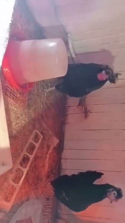 Когда жена наказала внимательней относиться к птице Youtube