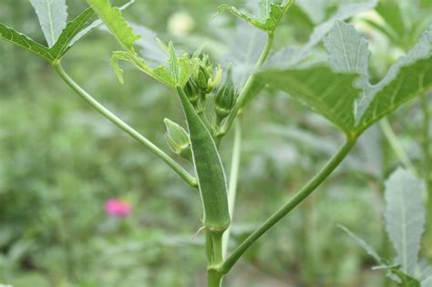 Lady Finger Nature Free Photo On Pixabay Pixabay